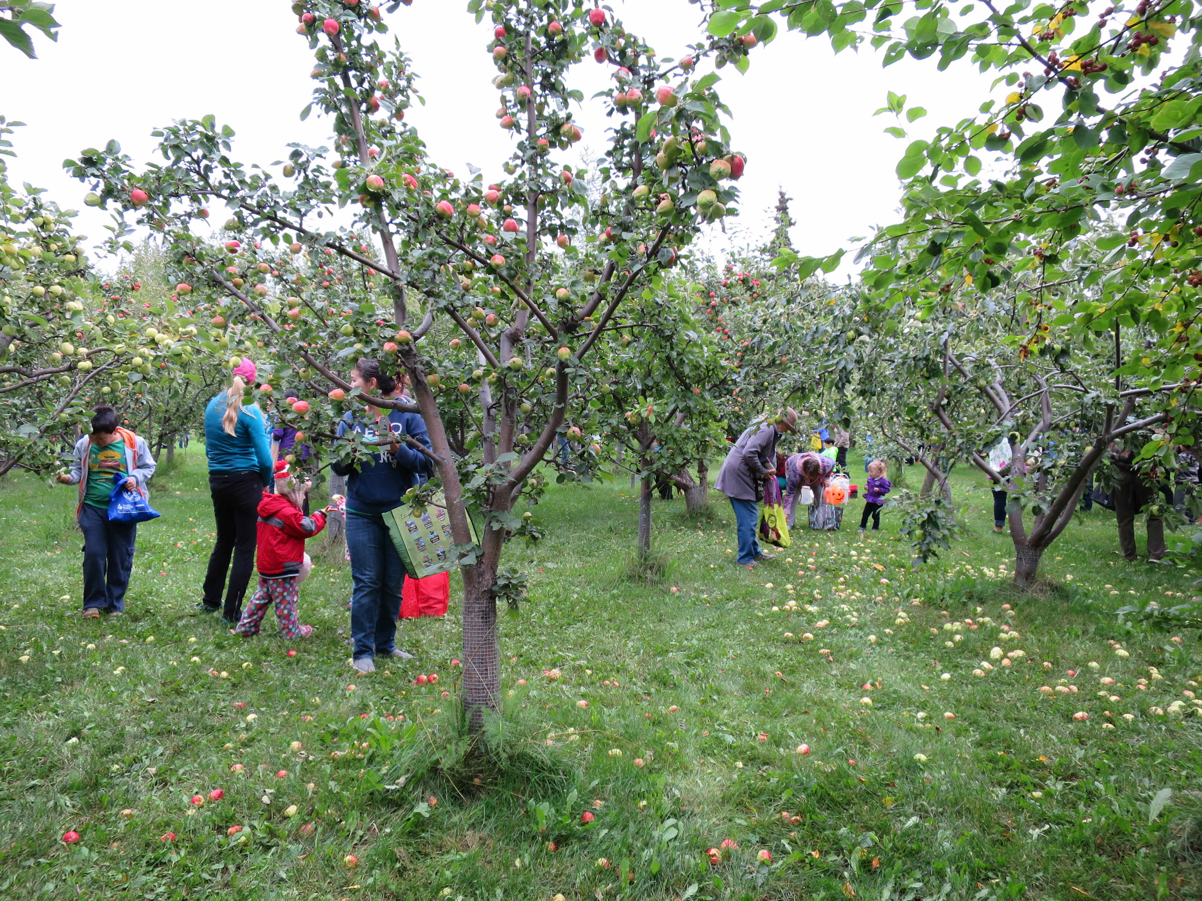 You-Pick Apples in Anchorage, Alaska