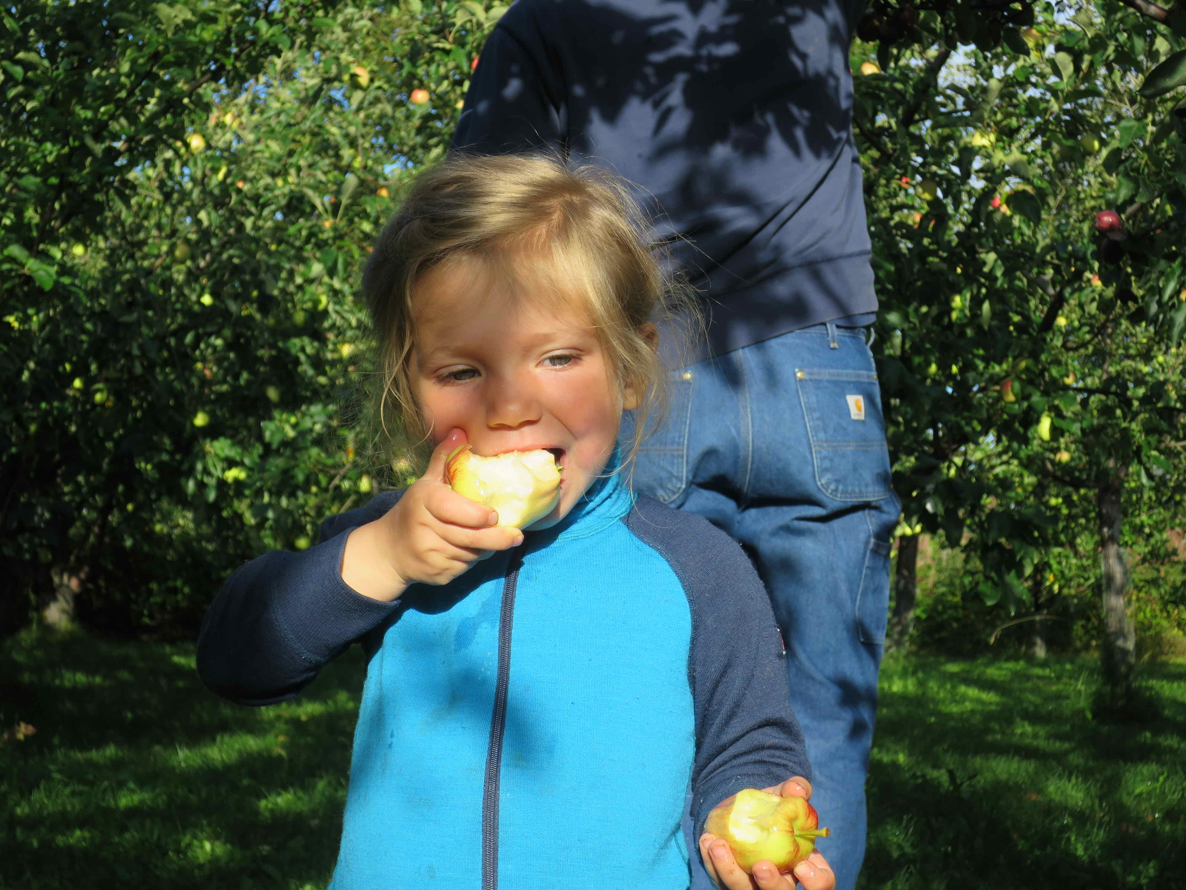 What apple tastes best?